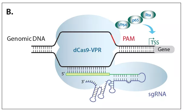 CRISPR Activation激活系统——筛选抑制病毒感染宿主关键因子