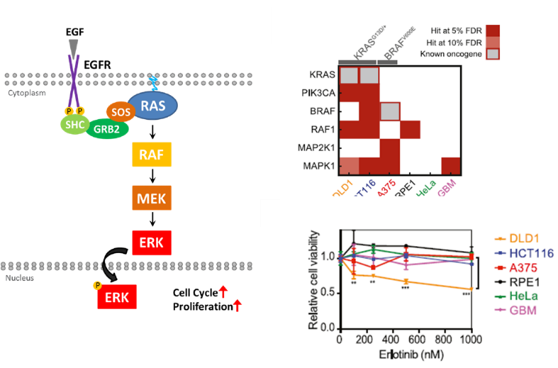 用CRISPR寻找新肿瘤药物潜在治疗靶点