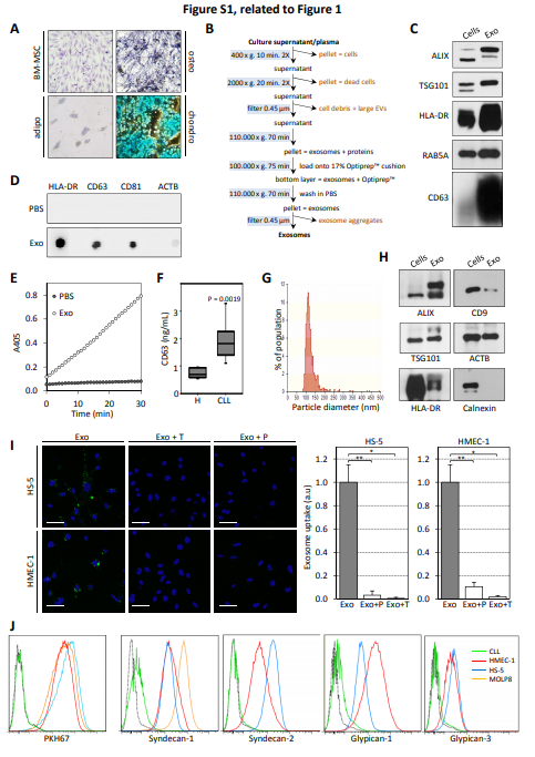 CLL外泌体对基质细胞肿瘤化影响