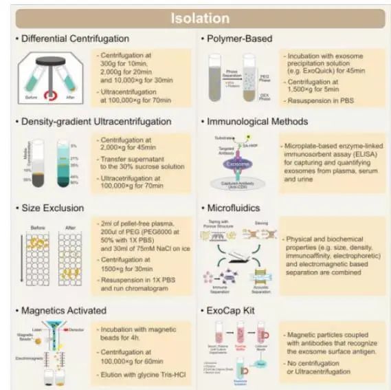 外泌体实验解决方案系列二：外泌体的分离和纯化（3）