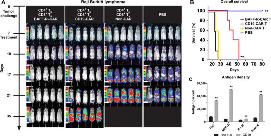 CAR-T疗法有望取得新进展-优宁维