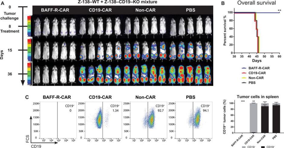 CAR-T疗法有望取得新进展-优宁维
