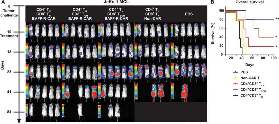 CAR-T疗法有望取得新进展-优宁维