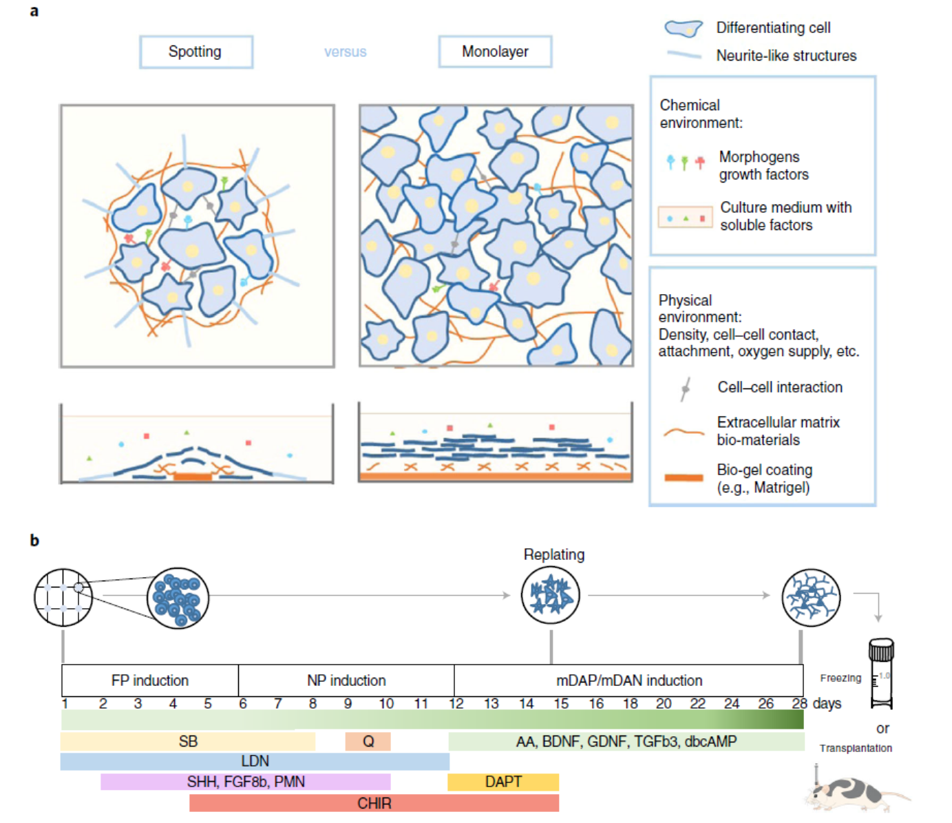Nature子刊：一种用于生成研究及治疗用途的多巴胺能神经元的新方法-上海优宁维生物科技股份有限公司