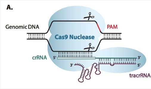 学做CRISPR-Cas9 从sgRNA开始，安捷伦给你解决方案！ - 企业动态 - 丁香通