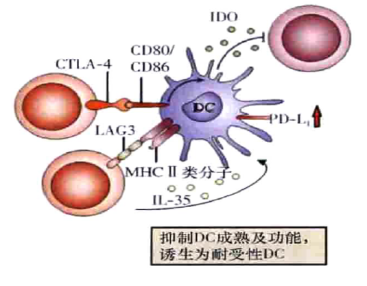 BioXcell特色产品推荐之：InVivoMAb anti-mouse CTLA-4 (CD152)