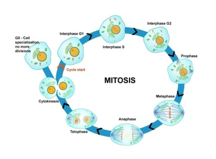 细胞水平|磁珠分选|流式细胞分析-LabEx官网