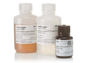 FOXP3-TRN FACTOR STAIN BUFFER_Thermo流式_优宁维(univ)商城
