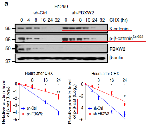 泛素化在癌症研究中的研究思路-上海优宁维生物科技股份有限公司