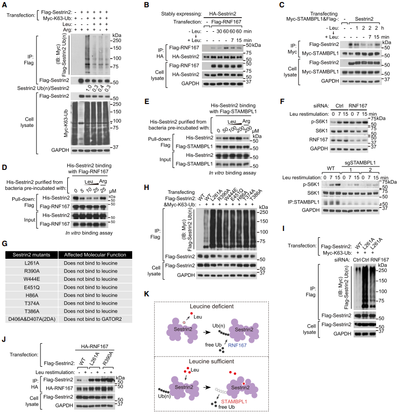 泛素化在癌症研究中的研究思路-上海优宁维生物科技股份有限公司