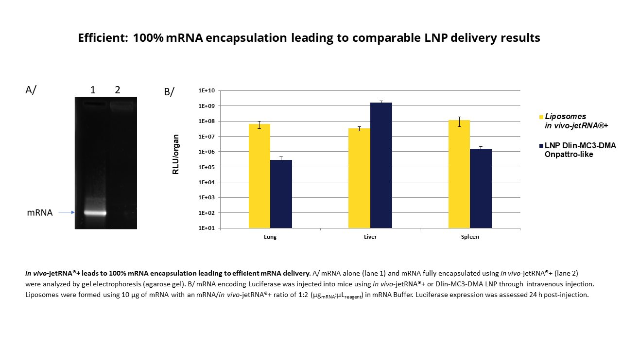in vivo jetRNA+，基于阳离子脂质体的新一代mRNA转染试剂