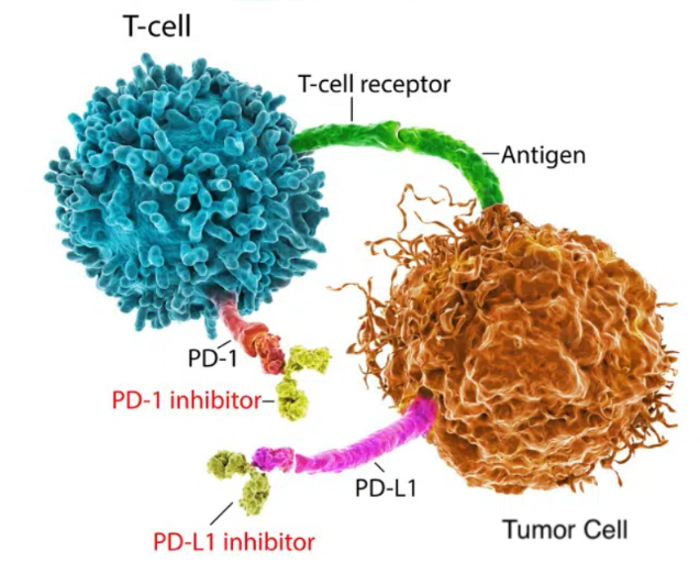 BioXcell特色产品推荐之：如何为您的研究选择抗 PD-1 抗体