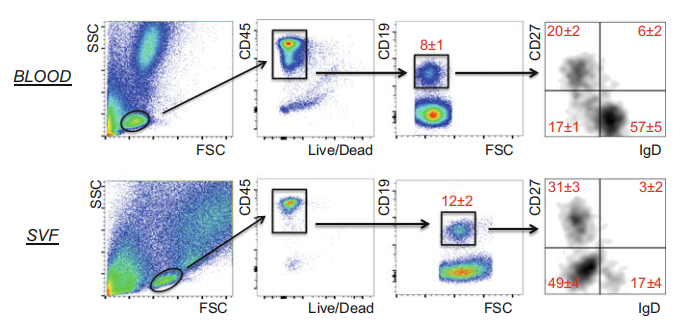 血液和脂肪组织中人B淋巴细胞的免疫表型分析-优宁维