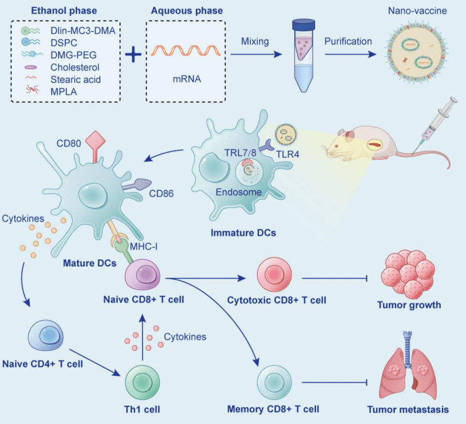 硬脂酸掺杂的LNPs选择性共递送mRNA和TLR4激动剂至脾脏发挥强效的肿瘤免疫治疗作用 - 企业动态 - 丁香通