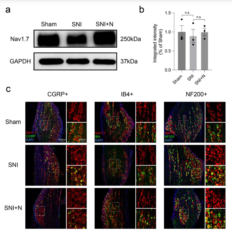 【Alomone】柑橘类黄酮化合物（Narirutin）作为Nav1.7通道抑制剂在疼痛领域中的研究