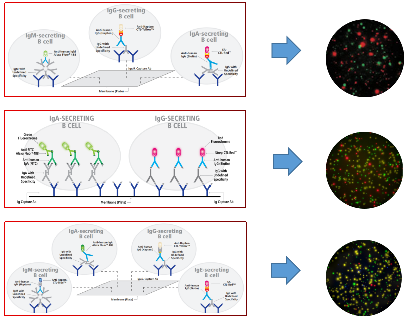 ELISPOT进阶指南——B细胞功能检测