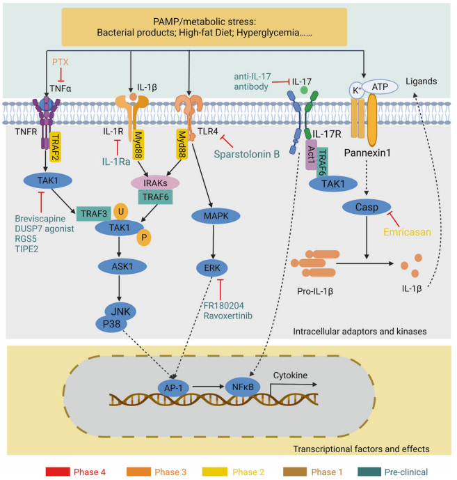 非酒精性脂肪肝炎（NASH）研究中的“显眼包”们