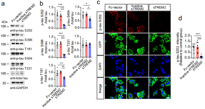文献解析 | sTREM2有望改善AD患者的tau磷酸化和认知障碍