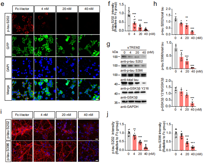 文献解析 | sTREM2有望改善AD患者的tau磷酸化和认知障碍