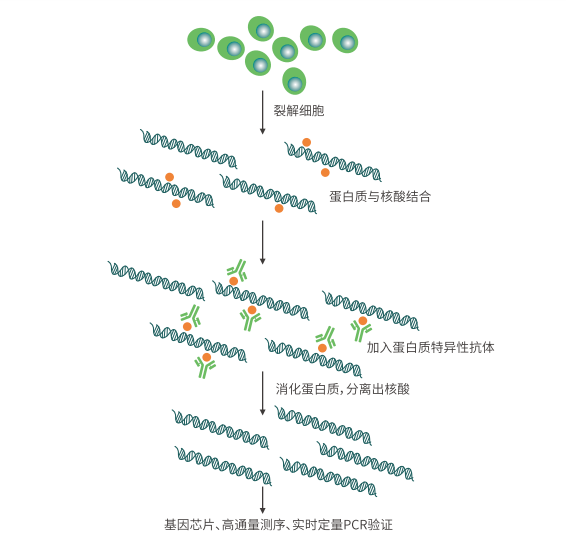 产品上新——CoIP/Pull down傻傻分不清楚？
