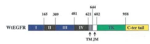 EGFR受体蛋白：肿瘤治疗的关键靶点