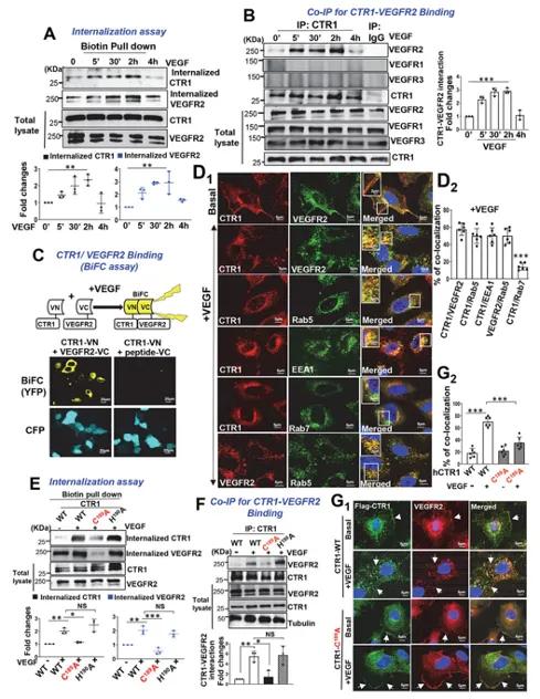 文献解析 | 铜转运蛋白CTR1半胱氨酸氧化驱动VEGFR2信号及血管生成新机制