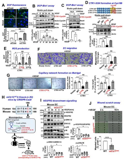 文献解析 | 铜转运蛋白CTR1半胱氨酸氧化驱动VEGFR2信号及血管生成新机制