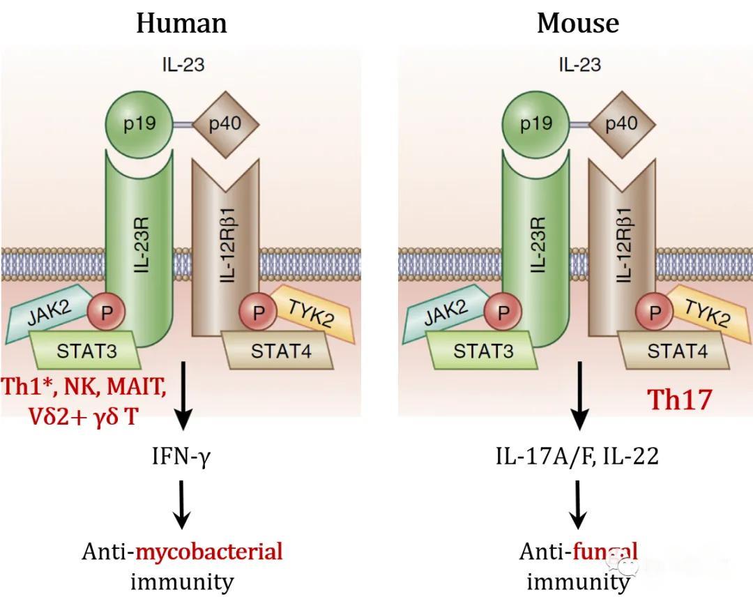 探讨IFN-γ在人体抵御胞内菌感染中的生成路径及其调控机制