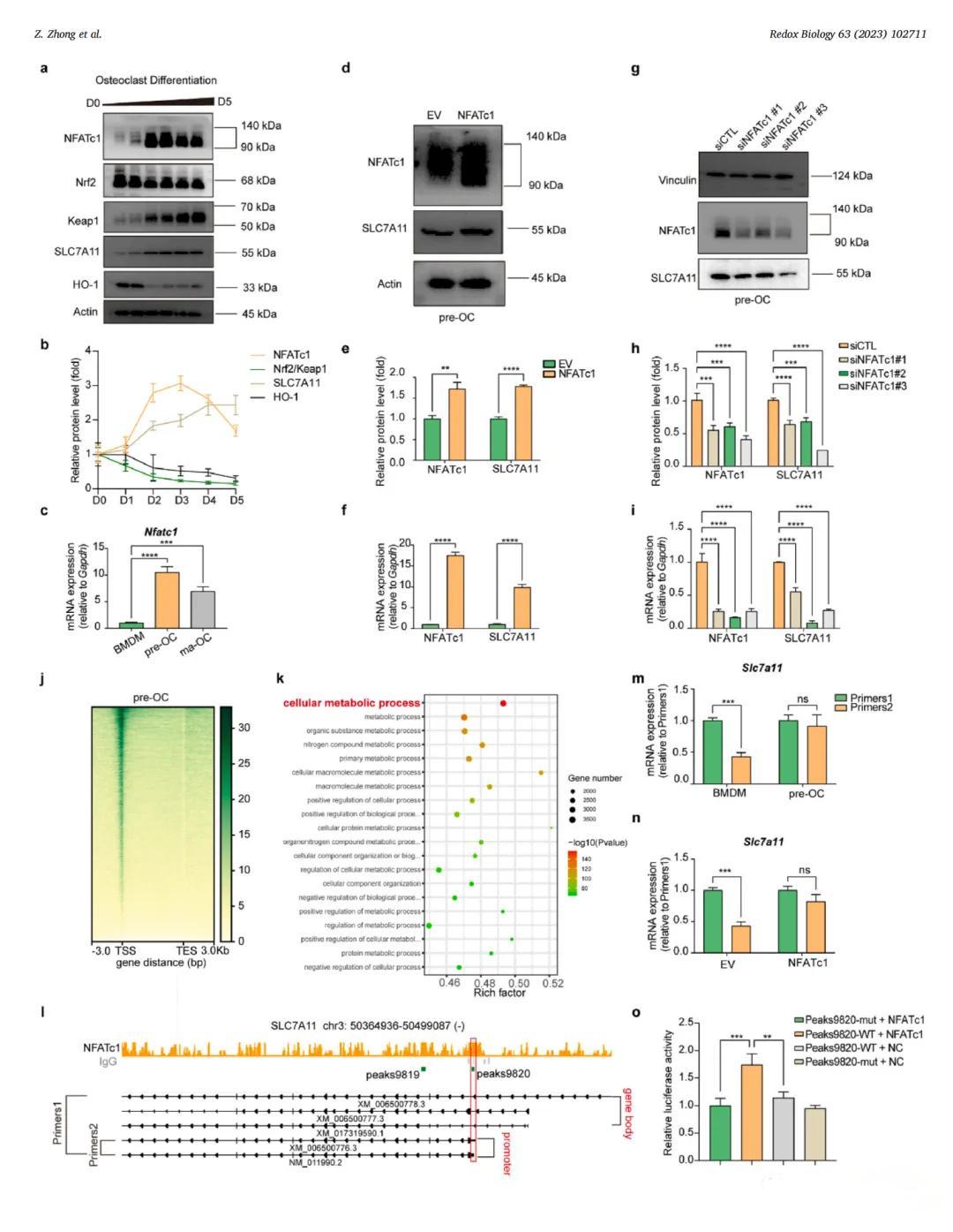 文献解析 | SLC7A11：调节细胞氨基酸转运与肿瘤耐药性的关键分子