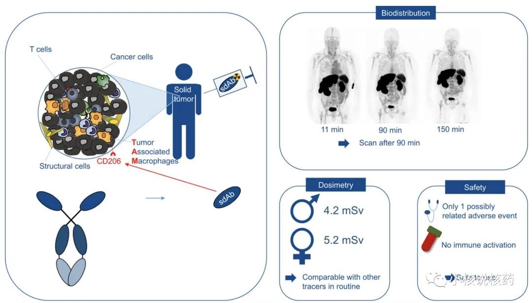 文献解析 | [68Ga]Ga-抗CD206-sdAb在PET/CT评估实体瘤巨噬细胞中的I期研究