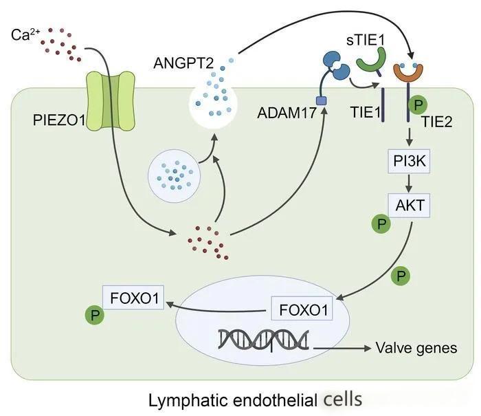 文献解析 | Tie1与Piezo1在淋巴发育中的复杂调控机制