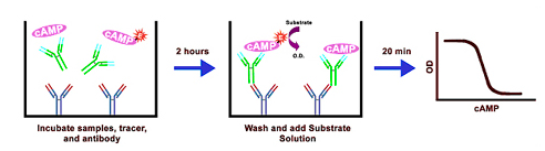揭秘 MSD 和 ELISA 的区别：免疫分析检测金标准