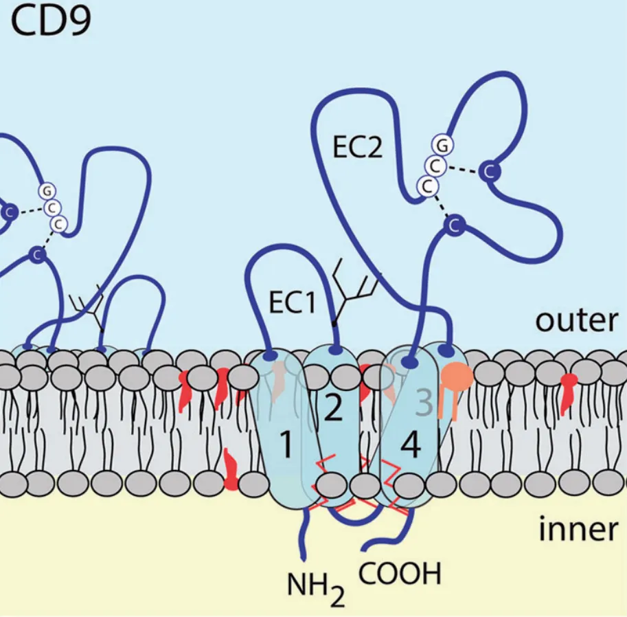 CD9：实体瘤临床治疗新希望-上海优宁维生物科技股份有限公司