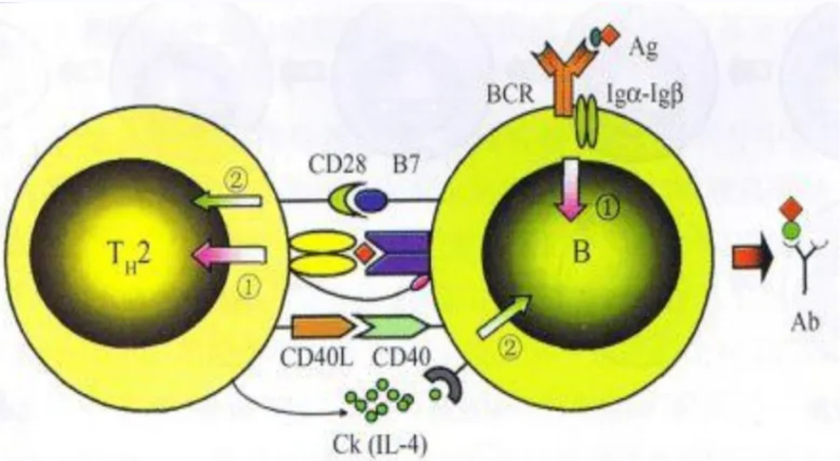 白细胞分化的分子标识：CD抗原家族