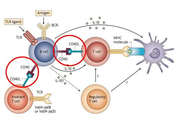 肿瘤免疫聚焦：CD40 分子的关键角色-上海优宁维生物科技股份有限公司