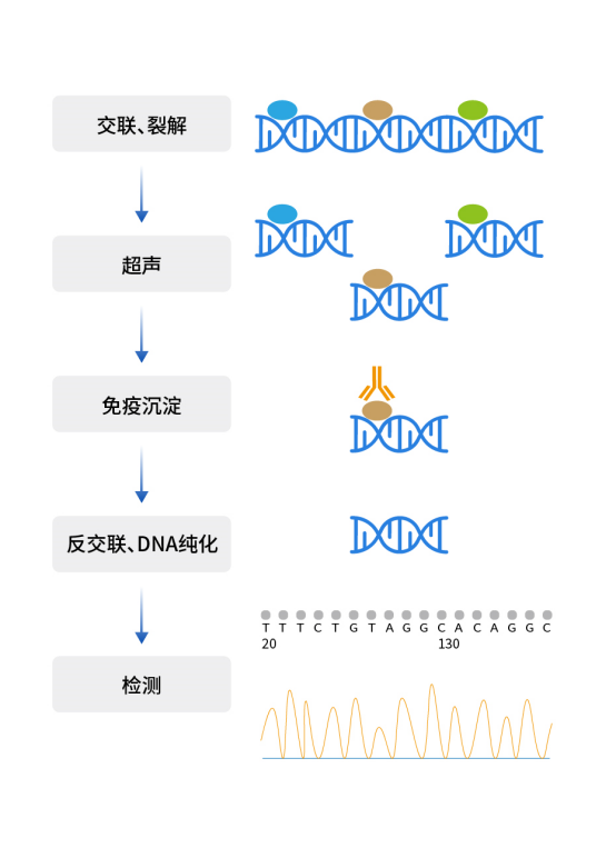 ChIP 试剂盒详细指南