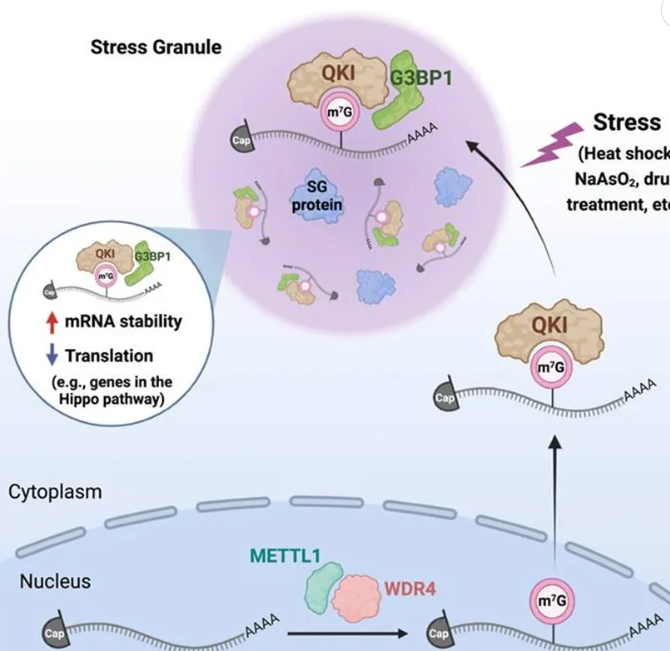 文献解析|m7G 修饰研究成果荟萃：多领域视角下的深度洞察与解析