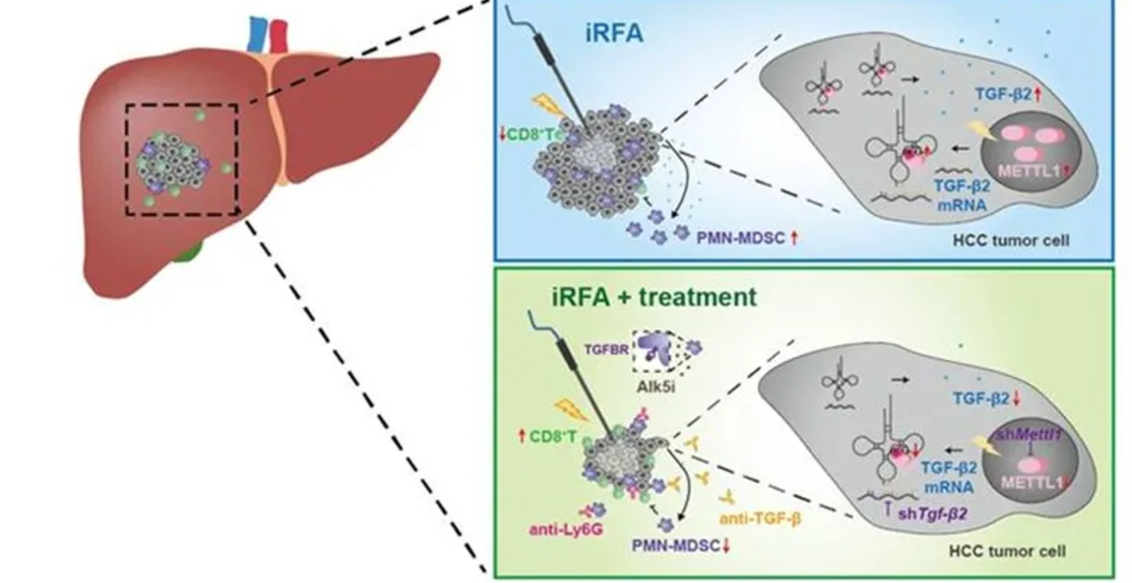 文献解析|m7G 修饰研究成果荟萃：多领域视角下的深度洞察与解析