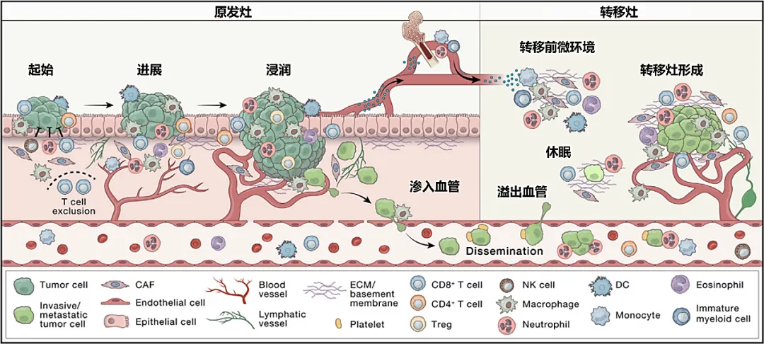 肿瘤免疫微环境在抗血管生成药物作用下的调控机制