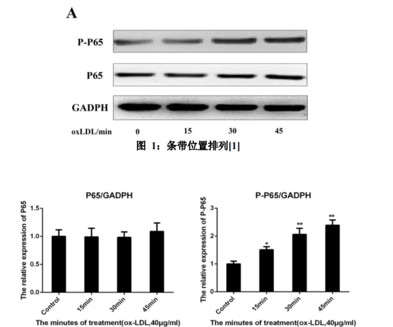 揭示细胞通信：磷酸化蛋白的检测与分析