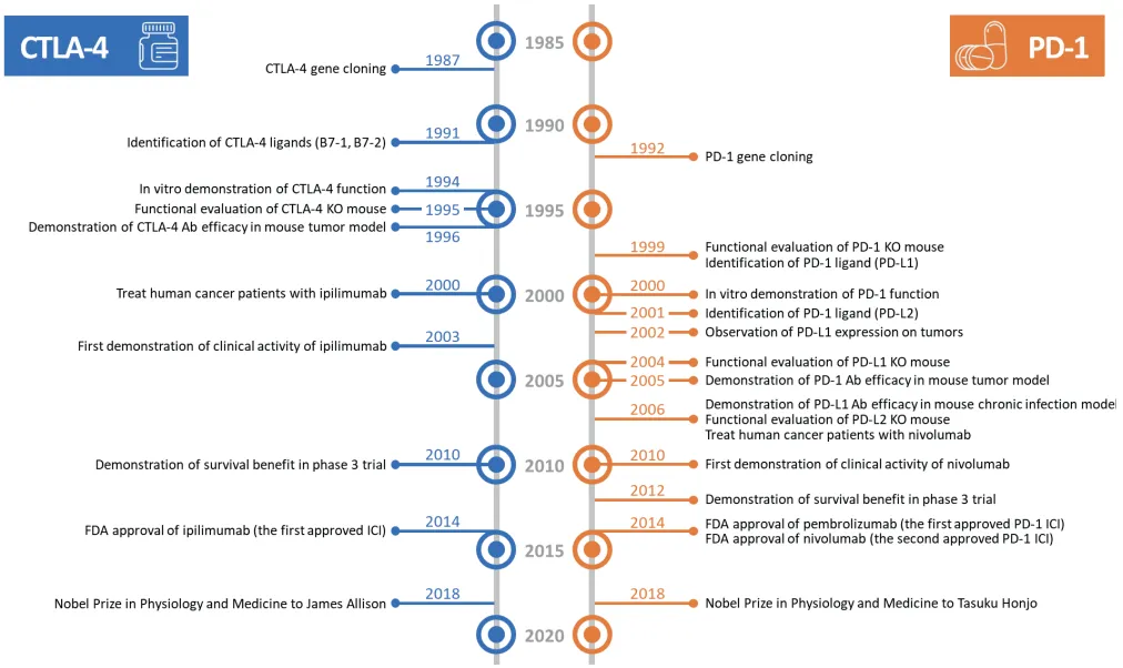 CTLA-4与CD80及CD86结合的非等价性-上海优宁维生物科技股份有限公司
