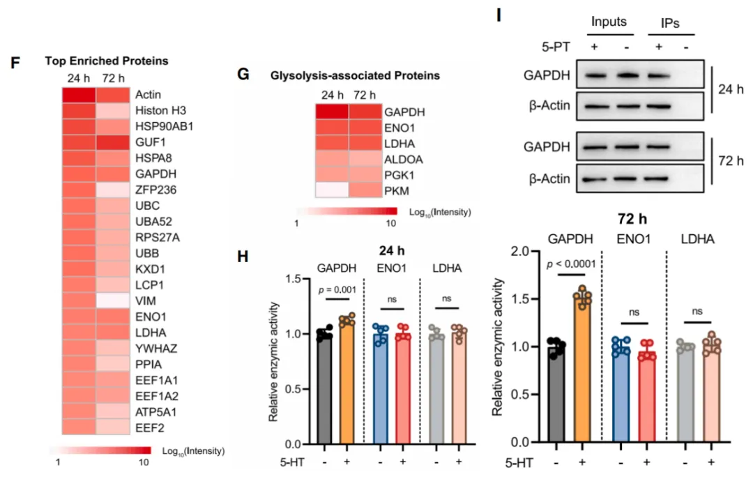 文献解析|揭示GAPDH的5-HT修饰：CD8+ T细胞代谢与抗肿瘤免疫的协同作用