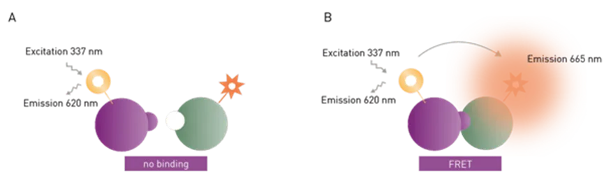 TR-FRET实验全解析：原理、应用与优势