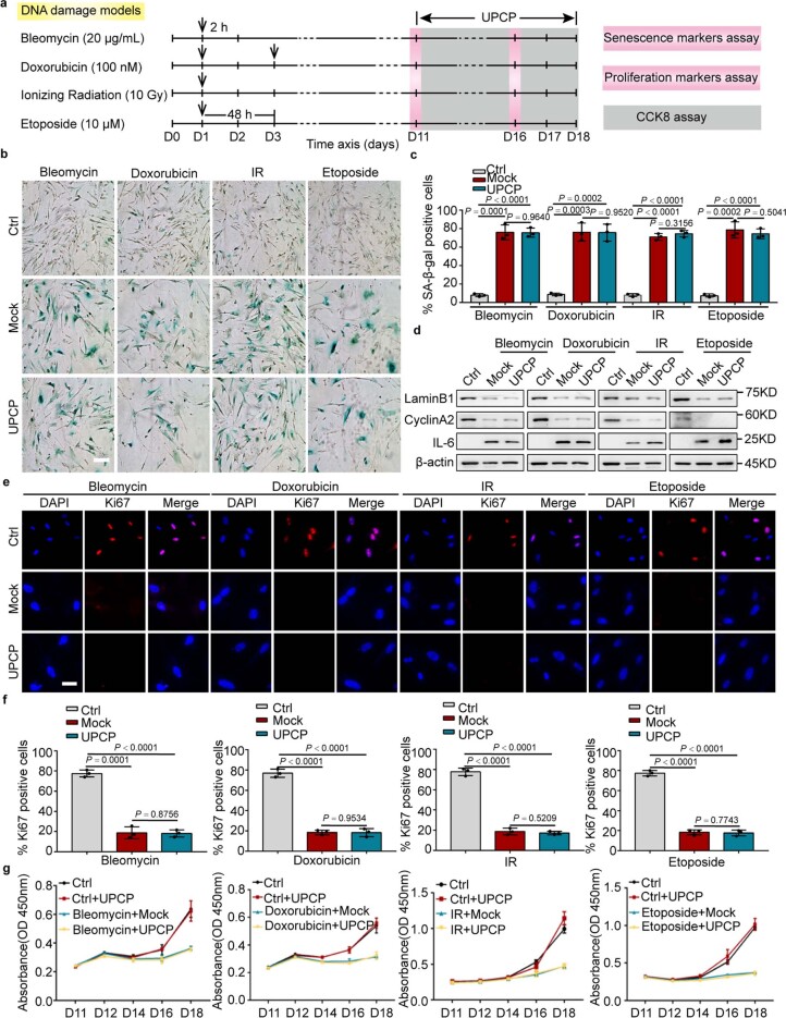 文献解析|独特Progerin C-末端肽：为儿童早衰症治疗开辟新路径