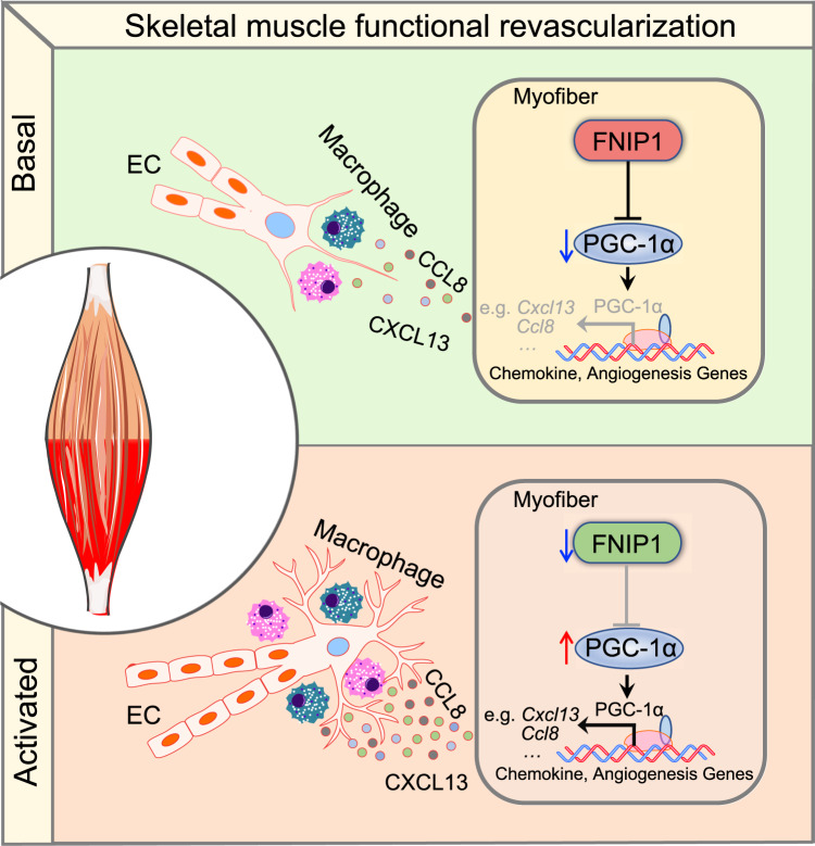【优宁维商城】FNIP1 abrogation promotes functional revascularization of ...