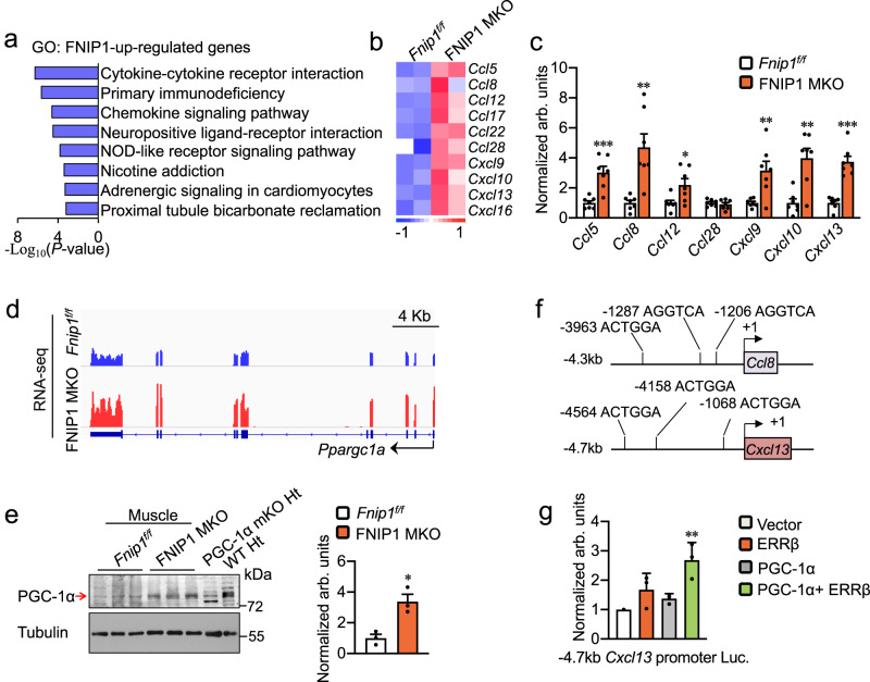 【优宁维商城】FNIP1 abrogation promotes functional revascularization of ...