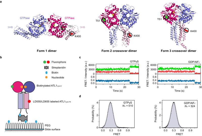 文献解析|深入探索Atlastin介导的同型膜融合机制——基于单分子水平的研究
