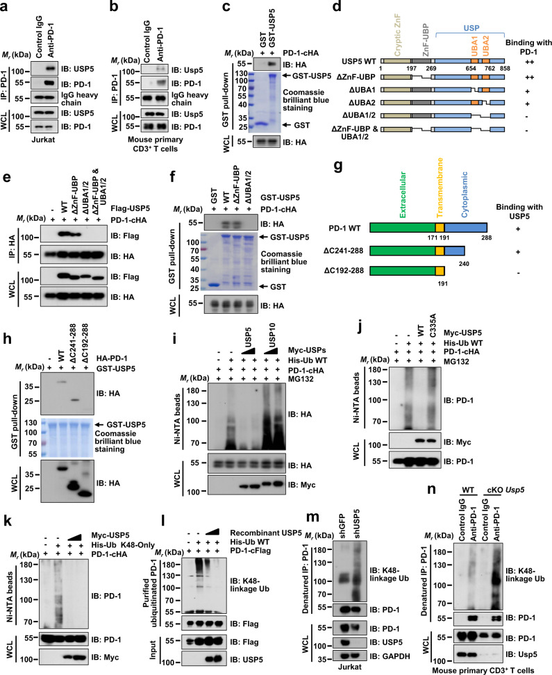 文献解析|揭示免疫检查点PD-1调控新机制和肿瘤联合治疗新策略