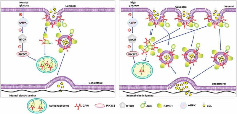 文献解析|CAV1-CAVIN1-LC3B介导的自噬调节高血糖刺激的LDL跨内皮穿胞转运