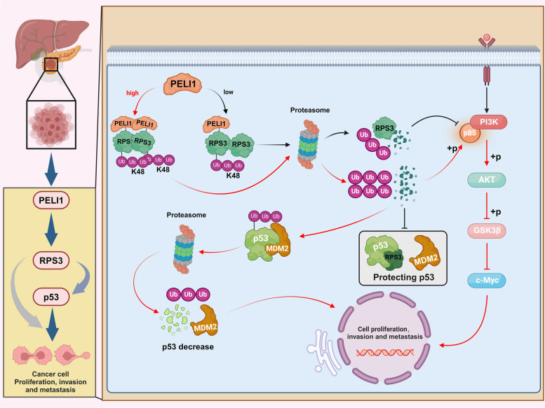 文献解析|胰腺癌治疗新突破：PELI1介导的RPS3调控机制解析